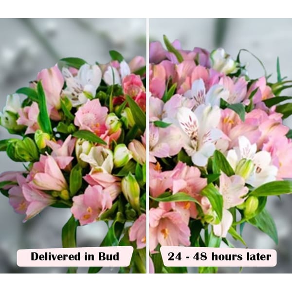 Buy/Send Pink and White Alstroemeria Love Blooms Online | IGP | JVS1440707
