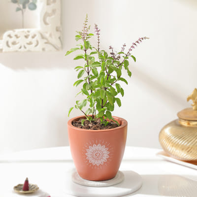Buy/Send Aromatic Holy Basil Plant Online | IGP | JVS1409124