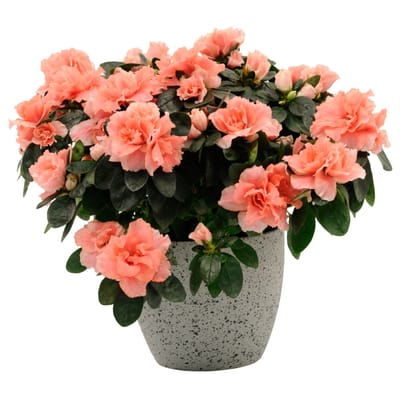 Buy/Send Azalea Online | IGP | ID1374481