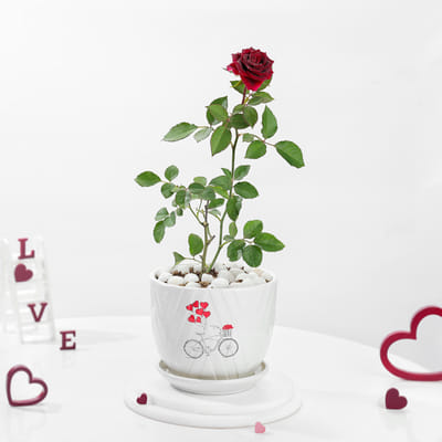Buy/Send Blooming Love Rose Plant Online | IGP | JVS1202343