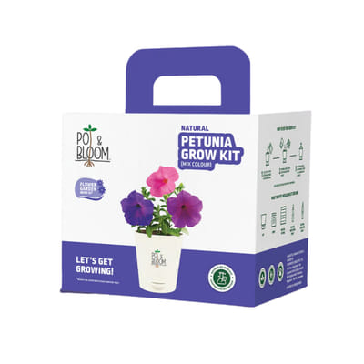Buy/Send Bright Blooms Petunia Grow Kit Online | IGP | JVS1410512