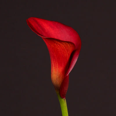 Buy/Send Calla Lily - Zantedeschia Captain Tulsa (Bunch of 10) Online ...