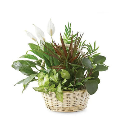 Buy/Send Classic Dish Garden Online | IGP | JVS1204652