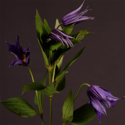 Buy/Send Clematis Oslo (Bunch of 10) Online | IGP | WF1095726