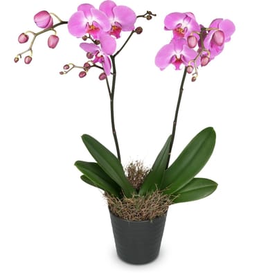Buy/Send Deep pink Orchid Phalaenopsis Online | IGP | ID1152379