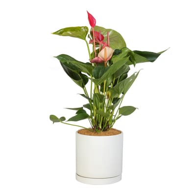 Buy/Send Flamingo Flower Online | IGP | ID1347869
