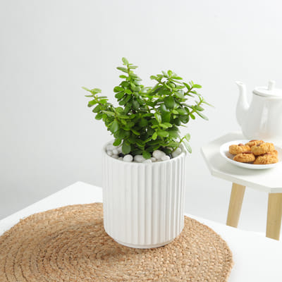 Buy/Send Jade Plant In A Contemporary White Cylindrical Pot Online ...