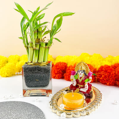 Buy/Send Lucky Bamboo Diwali Gift Online | IGP | JVS1191103