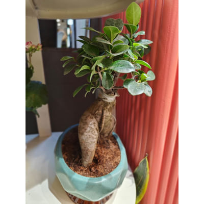 Buy/Send Microcarpa Bonsai Plant In Earth Essence Bonsai Tray Online | IGP | JVS1278798