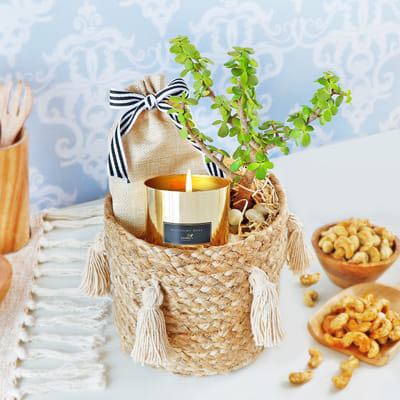 Peace & Positivity Hamper: Gift/Send Plants Gifts Online HD1141283 |IGP.com