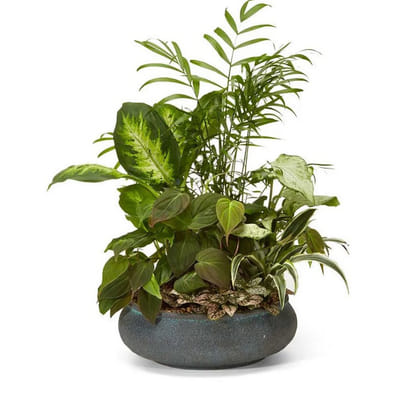 Buy/Send Premium Dish Garden Online | IGP | JVS1204651
