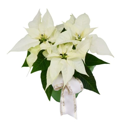 Buy/Send Pure Christmas Online | IGP | NID1391342