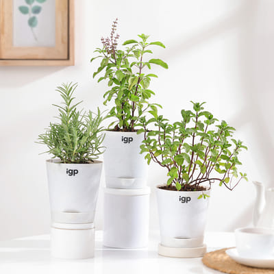Refreshing Plants And Self Watering Plants Set Of 3: Gift/Send Plants ...