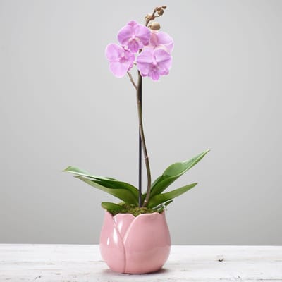 Buy/Send Single Plant Online | IGP | ID1194565