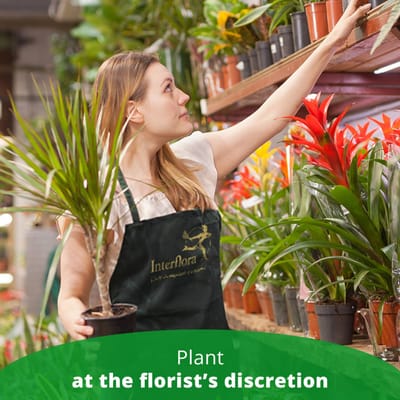 Buy/Send SINGLE PLANT Online | IGP | ID1281663
