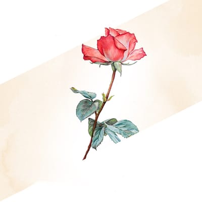 Buy/Send Single Red Rose Online | IGP | ID1349005