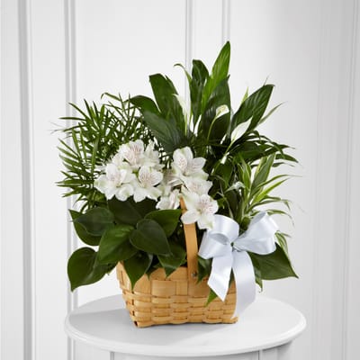 Buy/Send The FTD Peace And Serenity Dishgarden Online | IGP | ID1282149