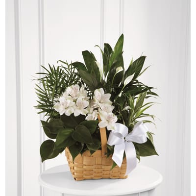 Buy/Send The FTD Peace And Serenity Dishgarden Online | IGP | ID1282196