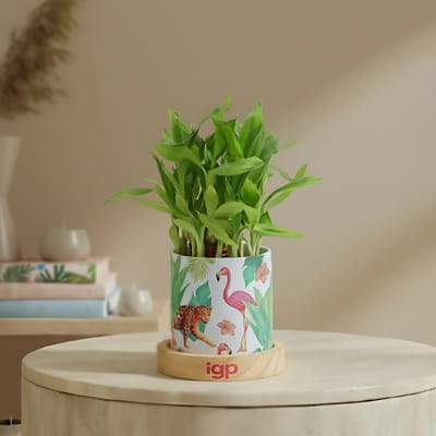 Buy/Send Tranquil Harmony Bamboo Plant With Ceramic Planter Online ...